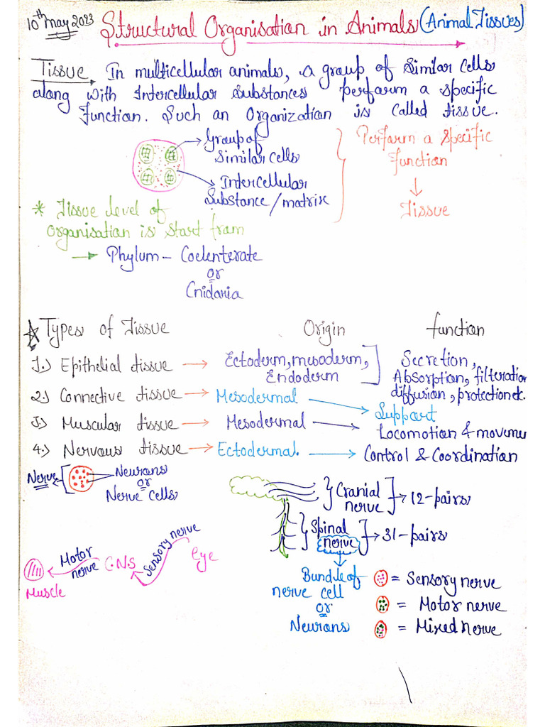 Tissue Class 11 | PDF