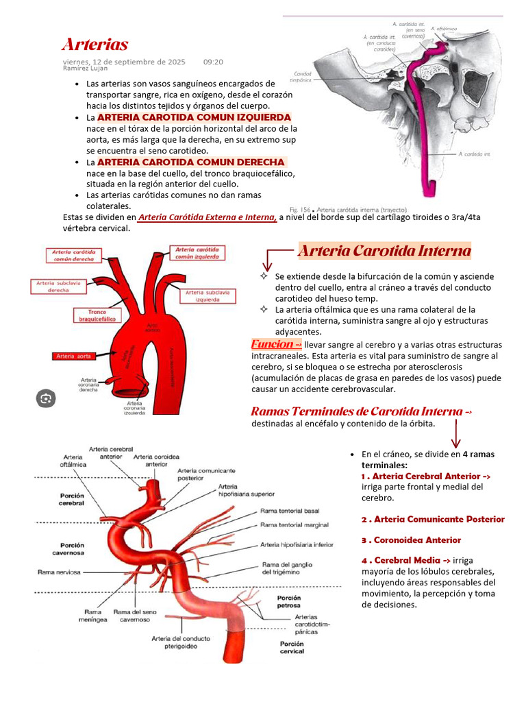 Arterias Carotidas Comun e Interna | PDF | Arteria carótida común ...