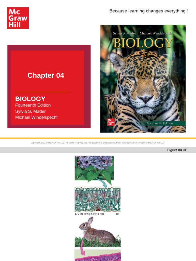 Ch04_flexart_ppt | PDF | Endoplasmic Reticulum | Cell (Biology)