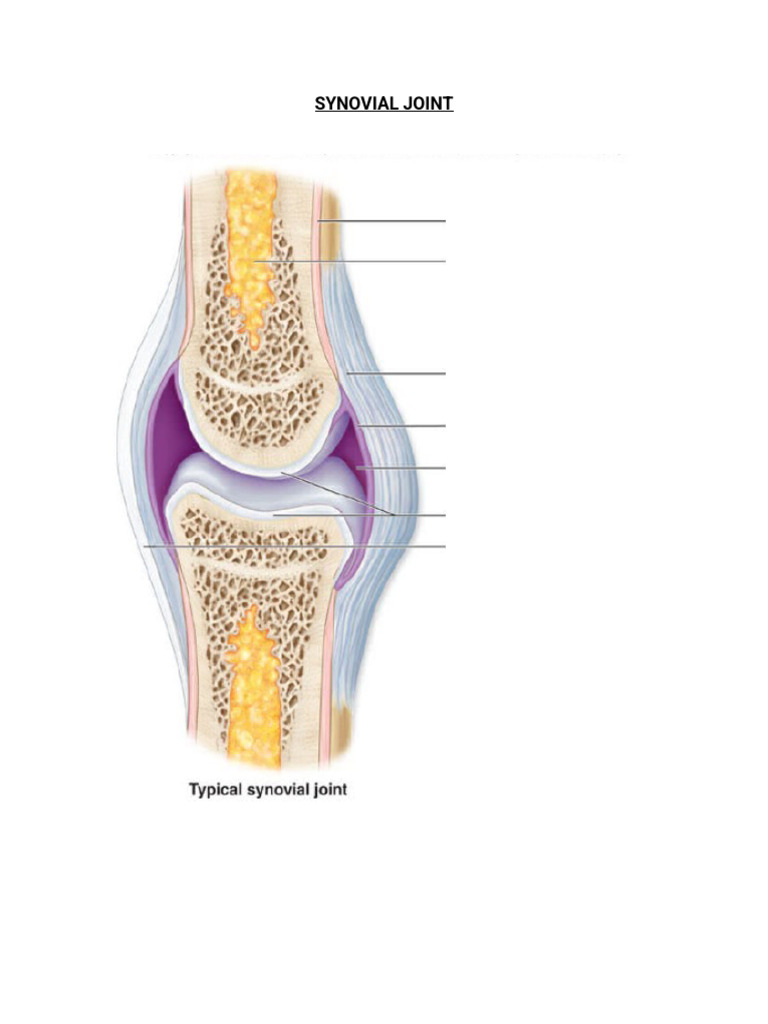 Synovial Joint - Diagram | PDF