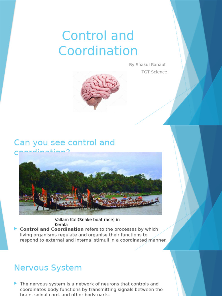 Control and Coordination | PDF | Neuron | Nervous System