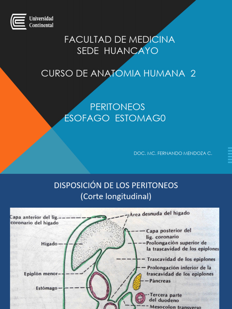 Anatomía del Peritoneo y Estructuras Abdominales | PDF