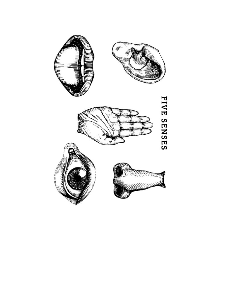 Sense Organs | PDF
