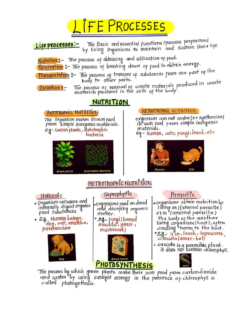 Life Processes: Handwritten Notes - Alakh Pandey - Class 10th (2026) | PDF