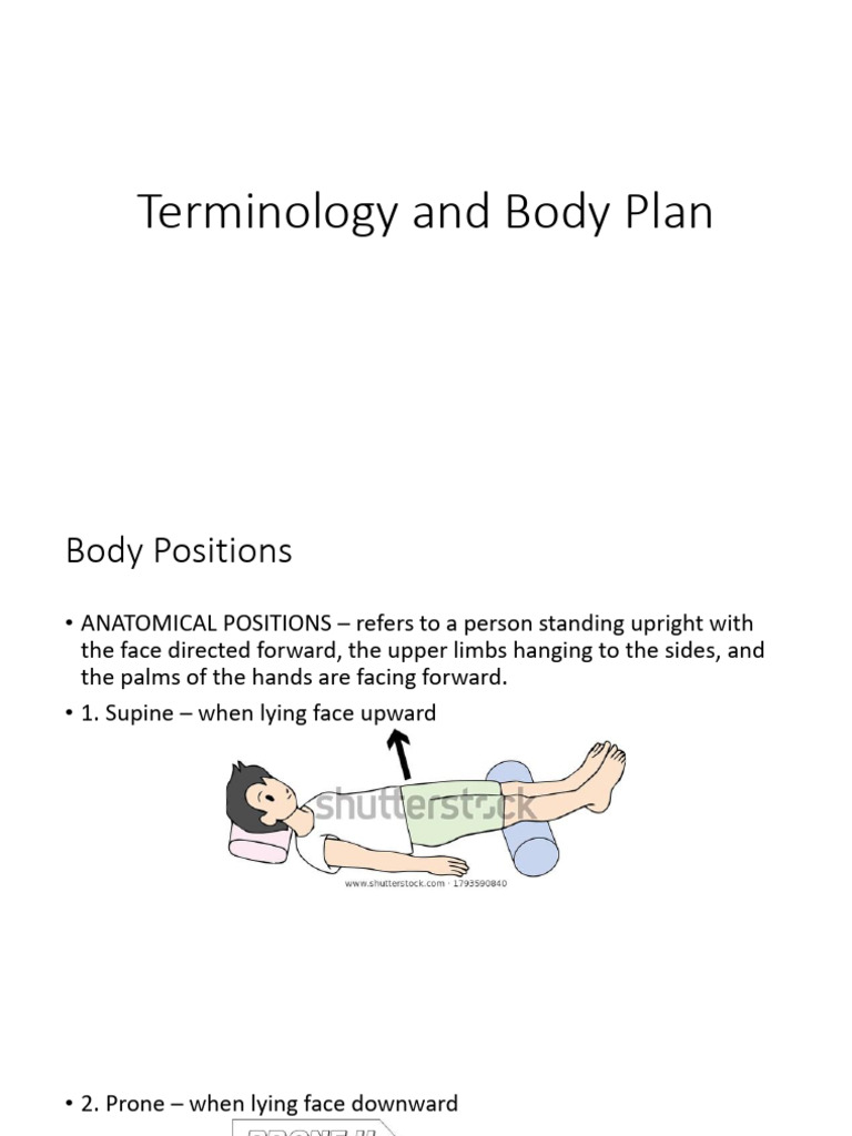 2 Terminology and Body Plan | PDF | Abdomen | Anatomical Terms Of Location