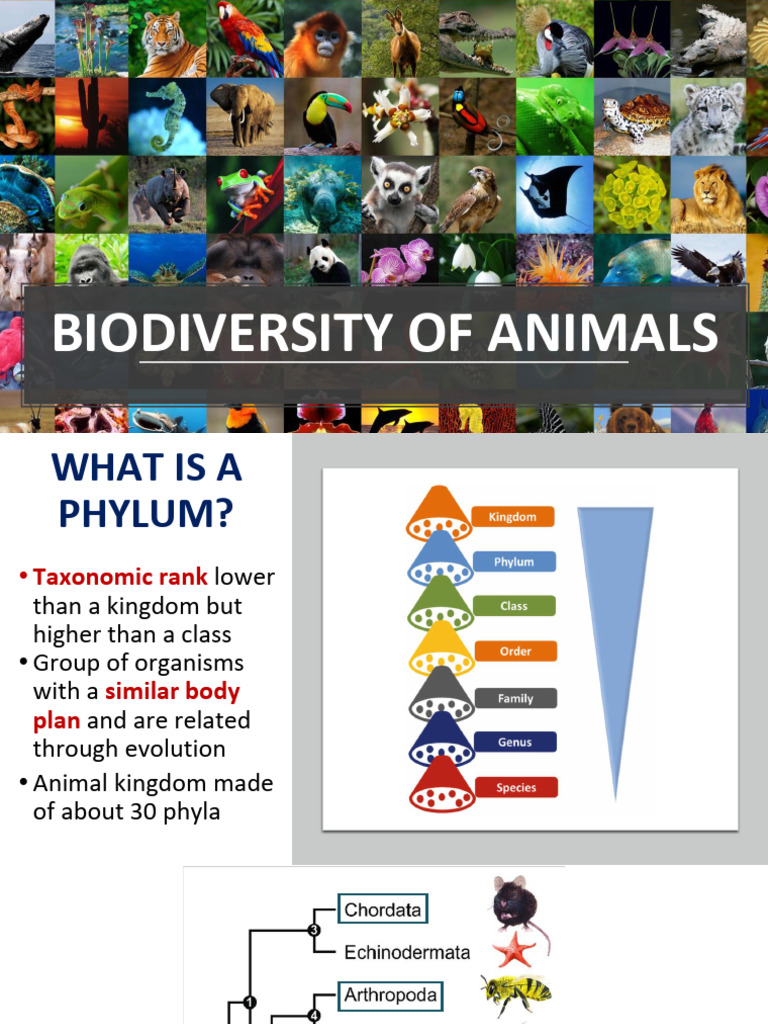 Biodiversity of Animals 2025 | PDF | Biology | Anatomy