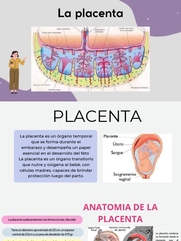 Anatomía y funciones de la placenta | PDF | Placenta | Feto
