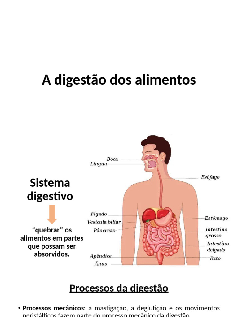Entenda o Processo de Digestão Alimentar | PDF