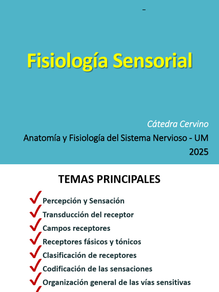 Tema 4 - Sistema Sensorial 2025 2C - 368-921-1366 PDF | PDF | Sistema somatosensorial | Sentidos