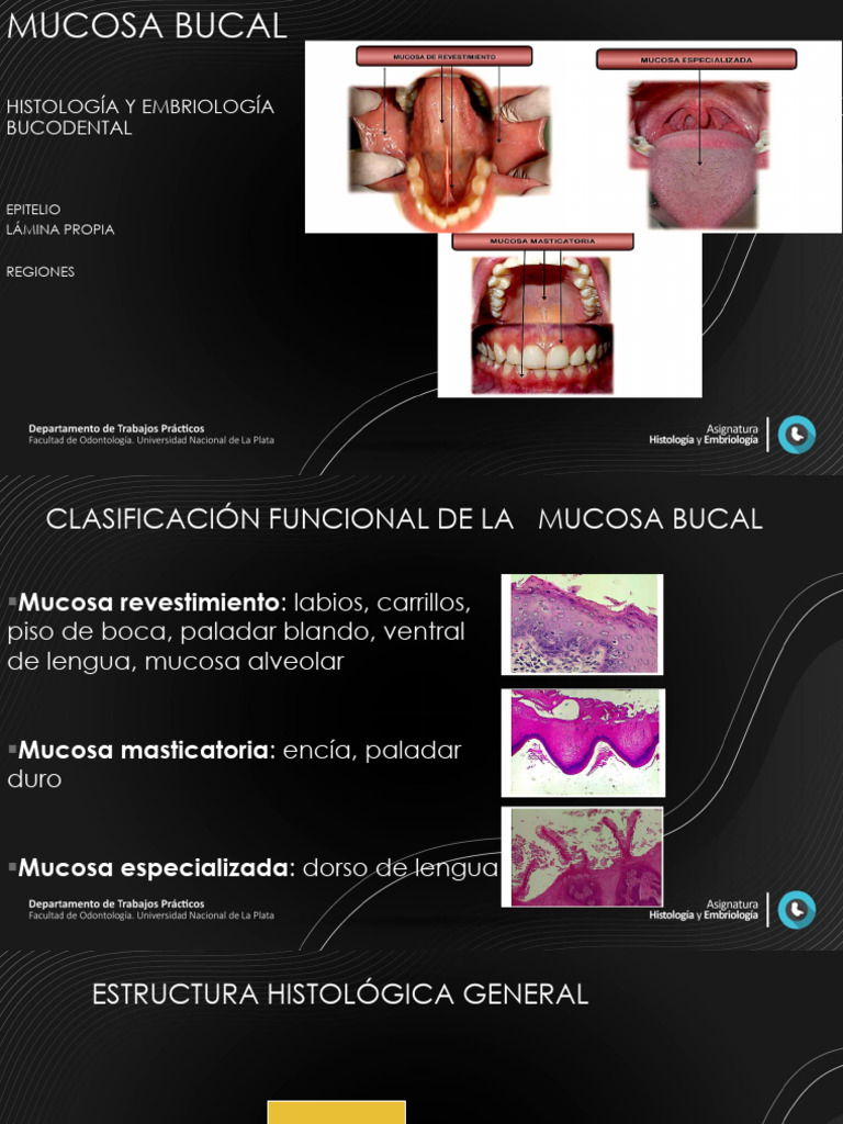 Histología y Embriología de la Mucosa Bucal | PDF | Epitelio | Membrana ...