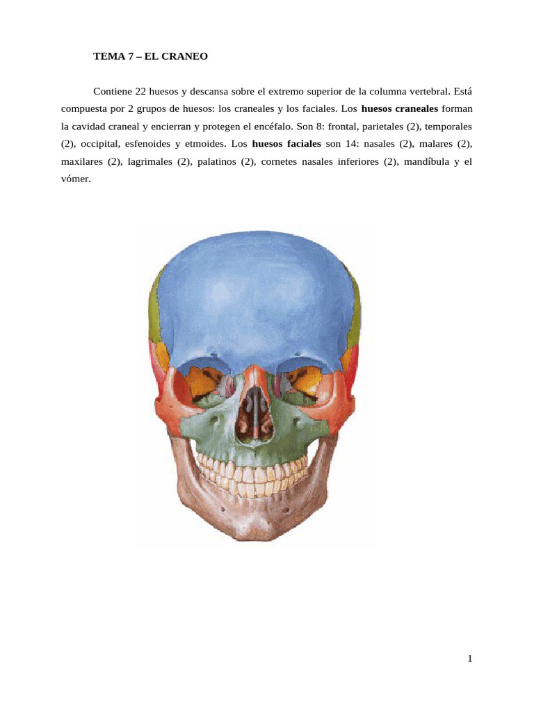 TEMA 7 El Craneo | PDF | Cráneo | Nariz humana