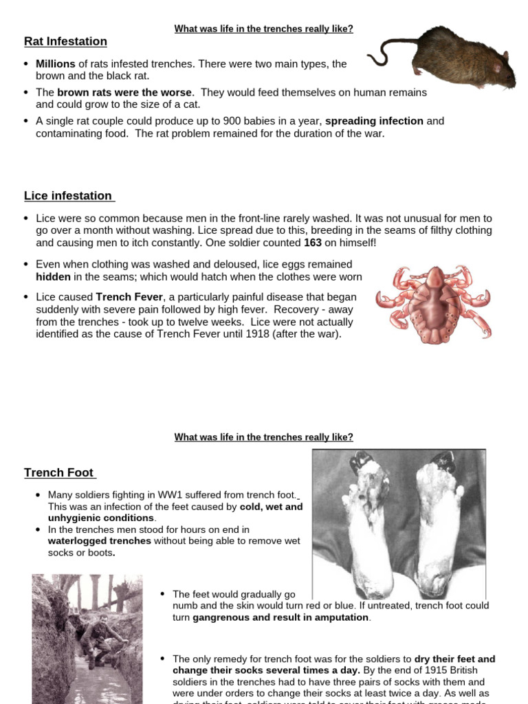 Life in WW1 Trenches: Rats and Lice | PDF | Trench Warfare