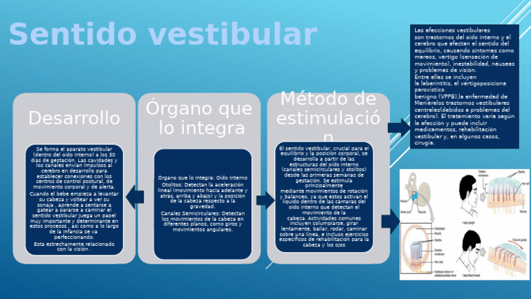 Funciones del Sistema Vestibular | PDF | Oído | Especialidades Medicas