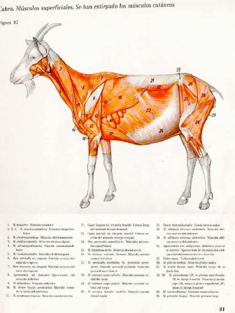 Anatomía y Músculos de la Cabra | PDF | Anatomía humana | Anatomía