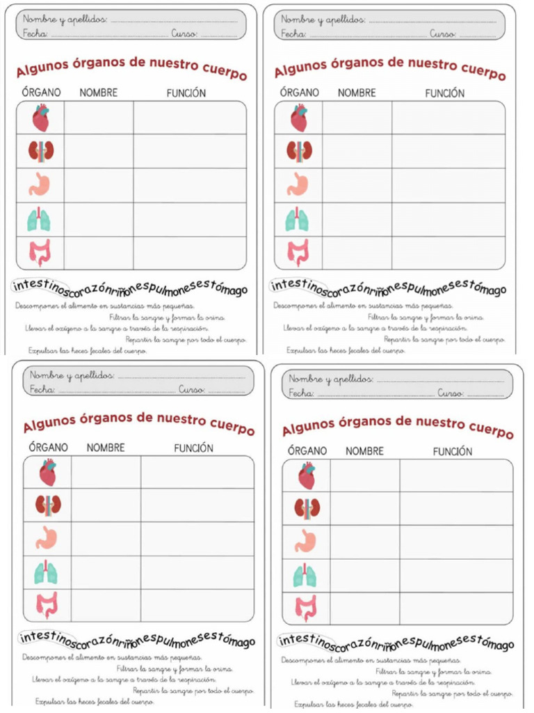 Organos Ejercicio | PDF