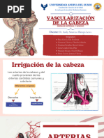 Arterias Faríngea y Occipital | PDF | Artería | Sistema cardiovascular