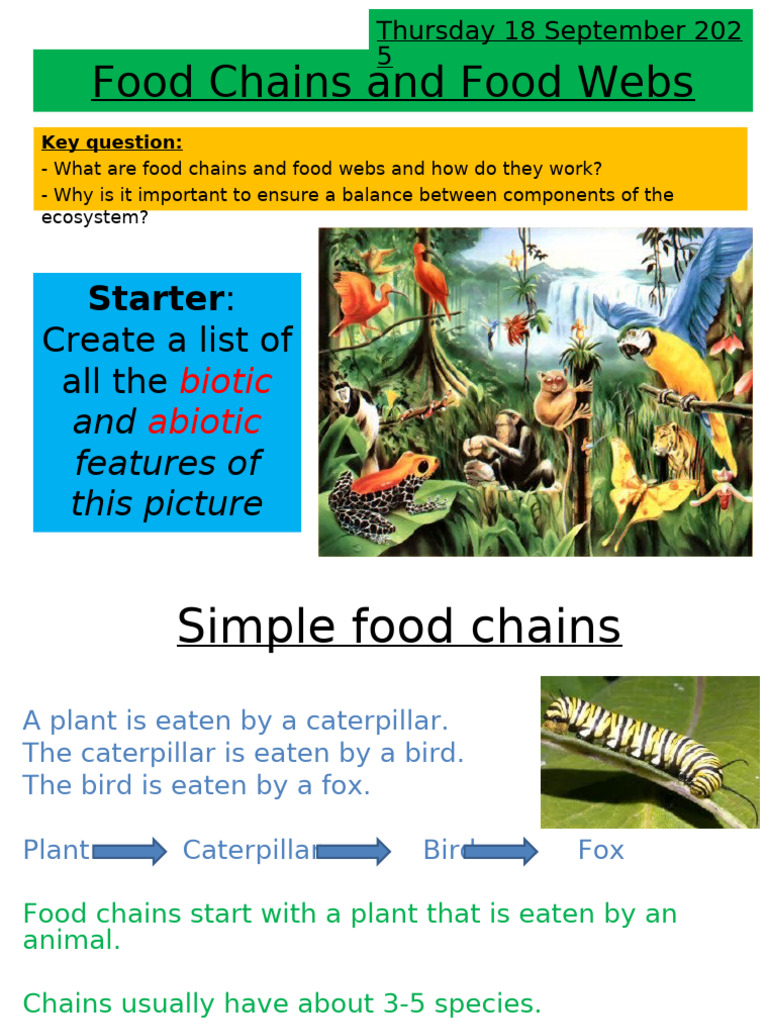 Understanding Food Chains and Webs | PDF | Foods | Ecosystem