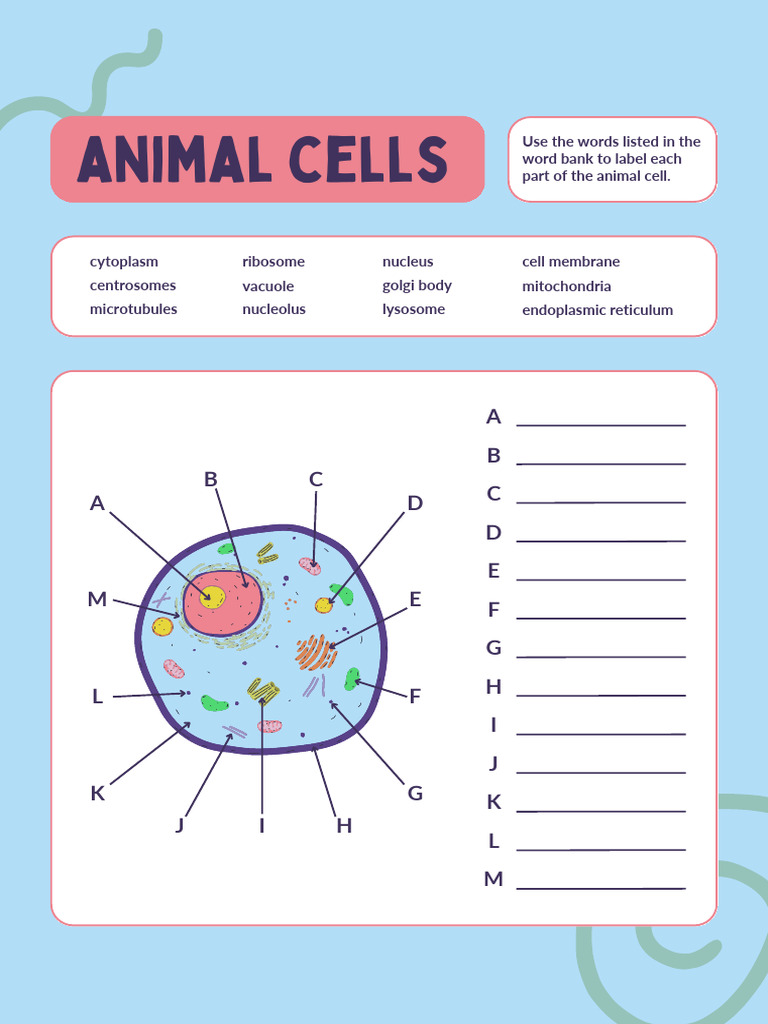 Animal Cell Organelles Worksheet in Colorful Illustrative Style | PDF