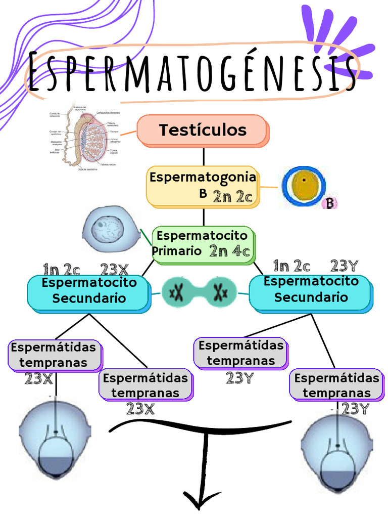 Proceso de Espermatogénesis en Humanos | PDF | Biología Celular ...