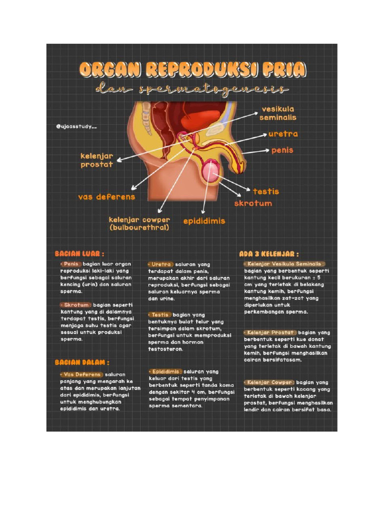 Organ Reproduksi Manusia Dan Fungsinya | PDF