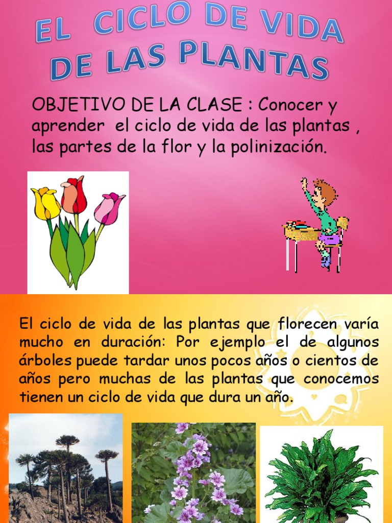 Hoja De Trabajo Sobre El Ciclo De Vida De Una Planta