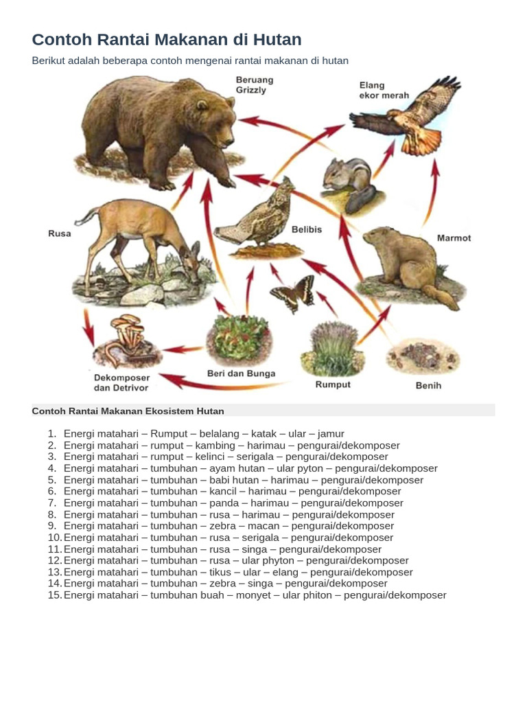Contoh Rantai Makanan Di Hutan | PDF