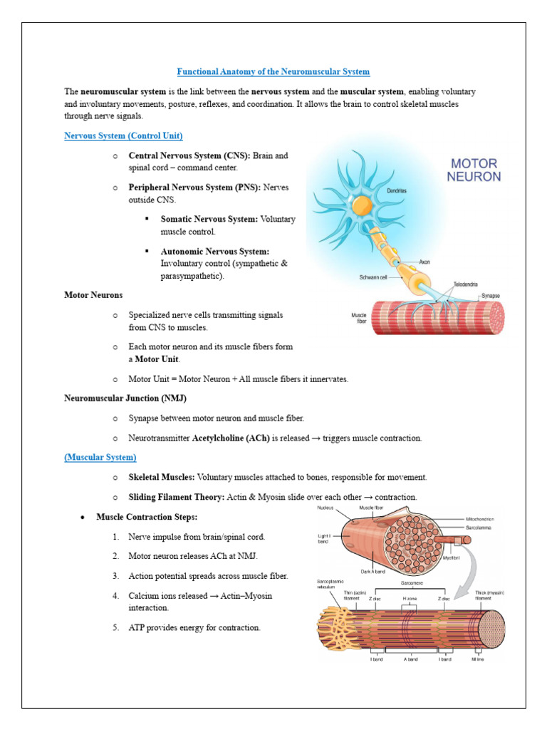 Functional Anatomy of the Neuromuscular System | PDF