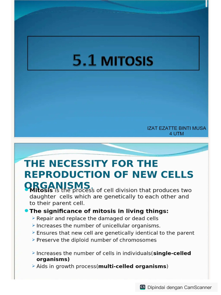 Mitosis | PDF