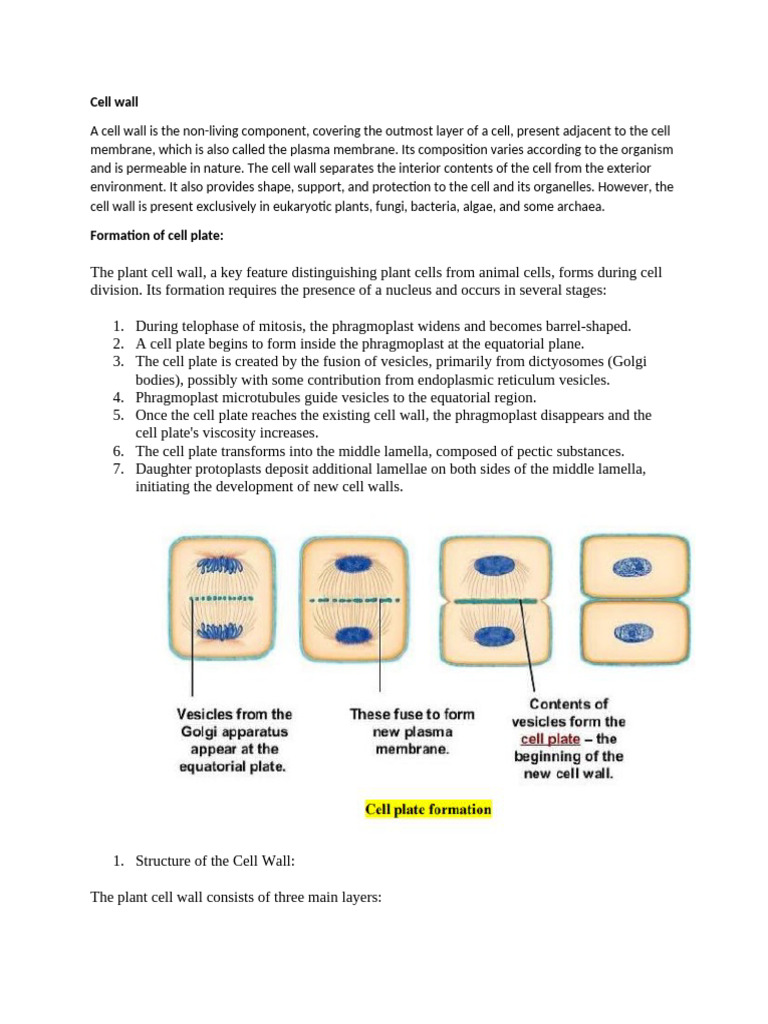 Structure and Function of Cell Walls | PDF | Cell Wall | Cell (Biology)
