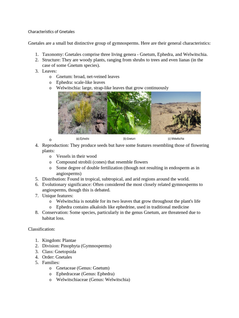 Characteristics of Gnetales and Palynomorph | PDF | Plants | Botany