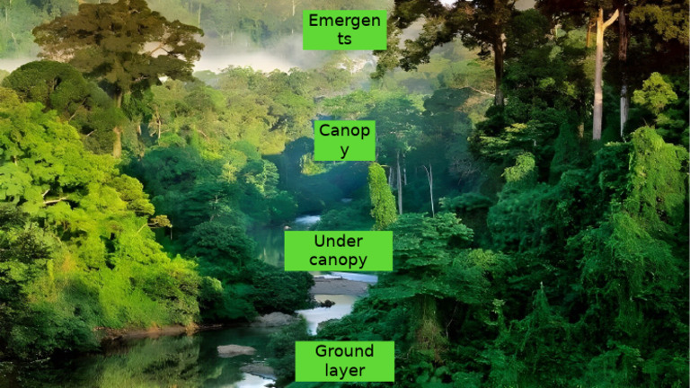 4 Layers of Rainforest | PDF