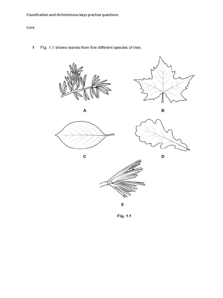 Dichotomous Key Practice Worksheet | PDF