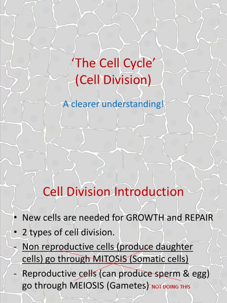 The Cell Cycle Understood | PDF | Mitosis | Molecular Biology
