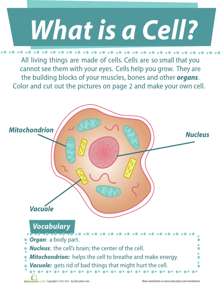 Learn About Cell Structure and Parts | PDF