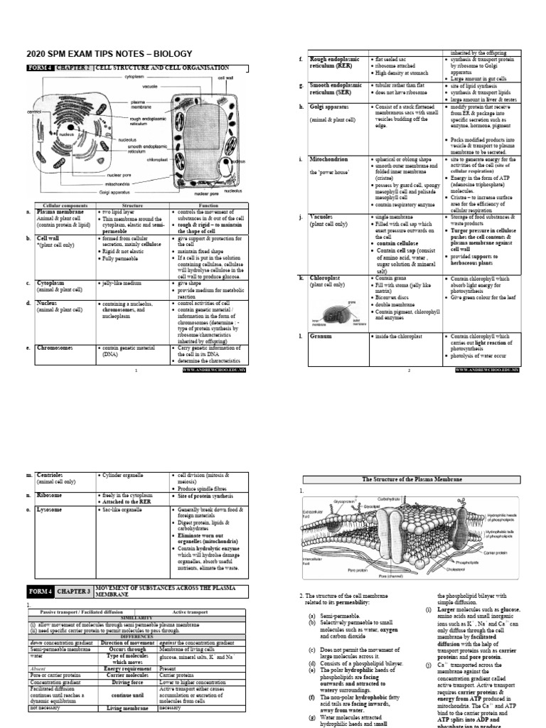 SPM June Bio Nota Padat | PDF | Endoplasmic Reticulum | Cell Membrane