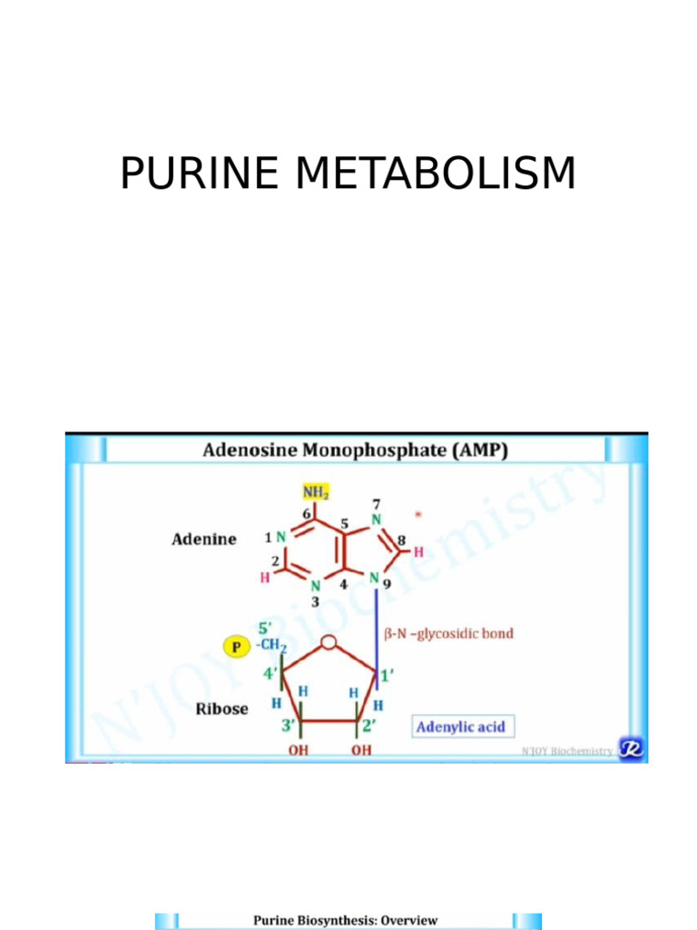 Purine Metabolism | PDF