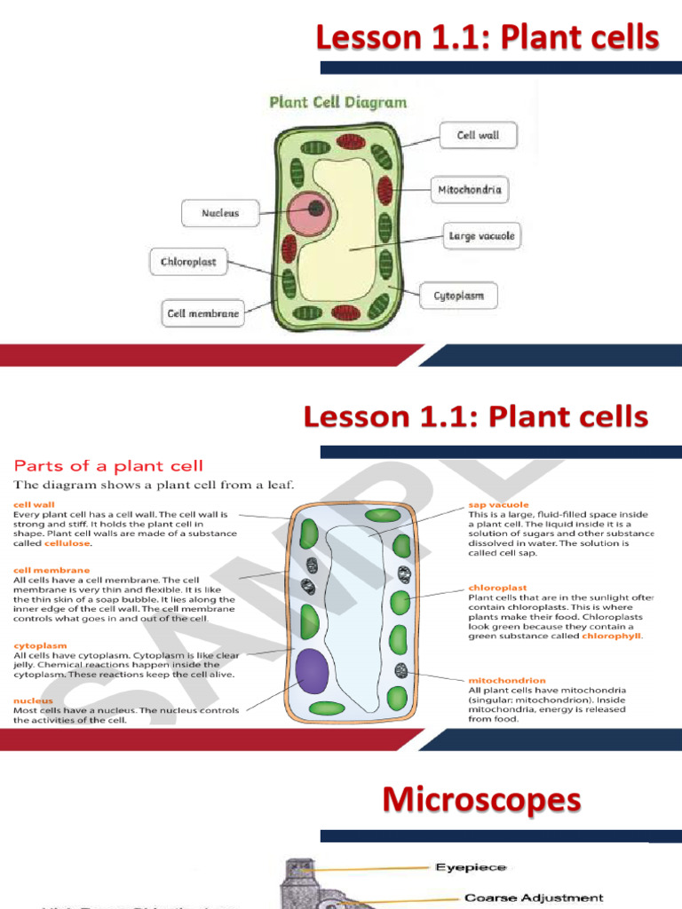 Lesson 1.1: Plant Cells | PDF