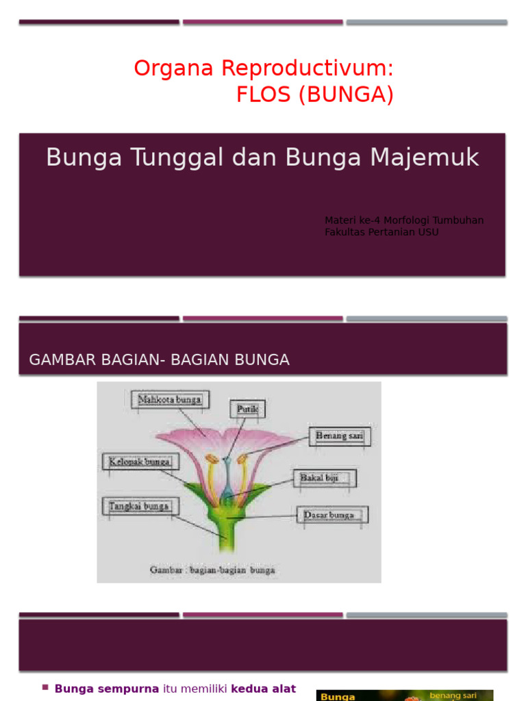 Morfologi Bunga: Tunggal & Majemuk | PDF