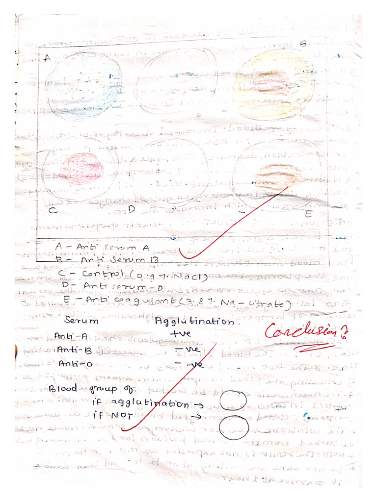 Blood Group | PDF