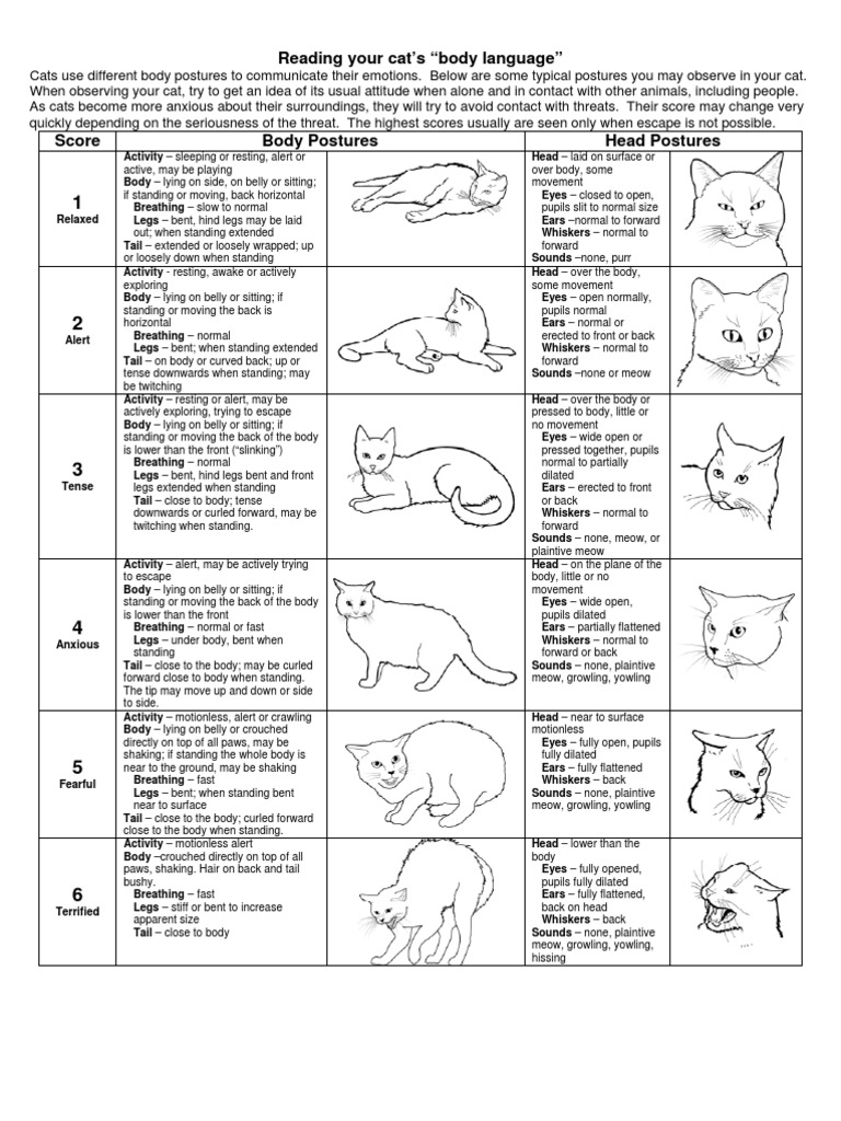 Decoding Feline Body Language: Understanding Your Cat's Postures and ...