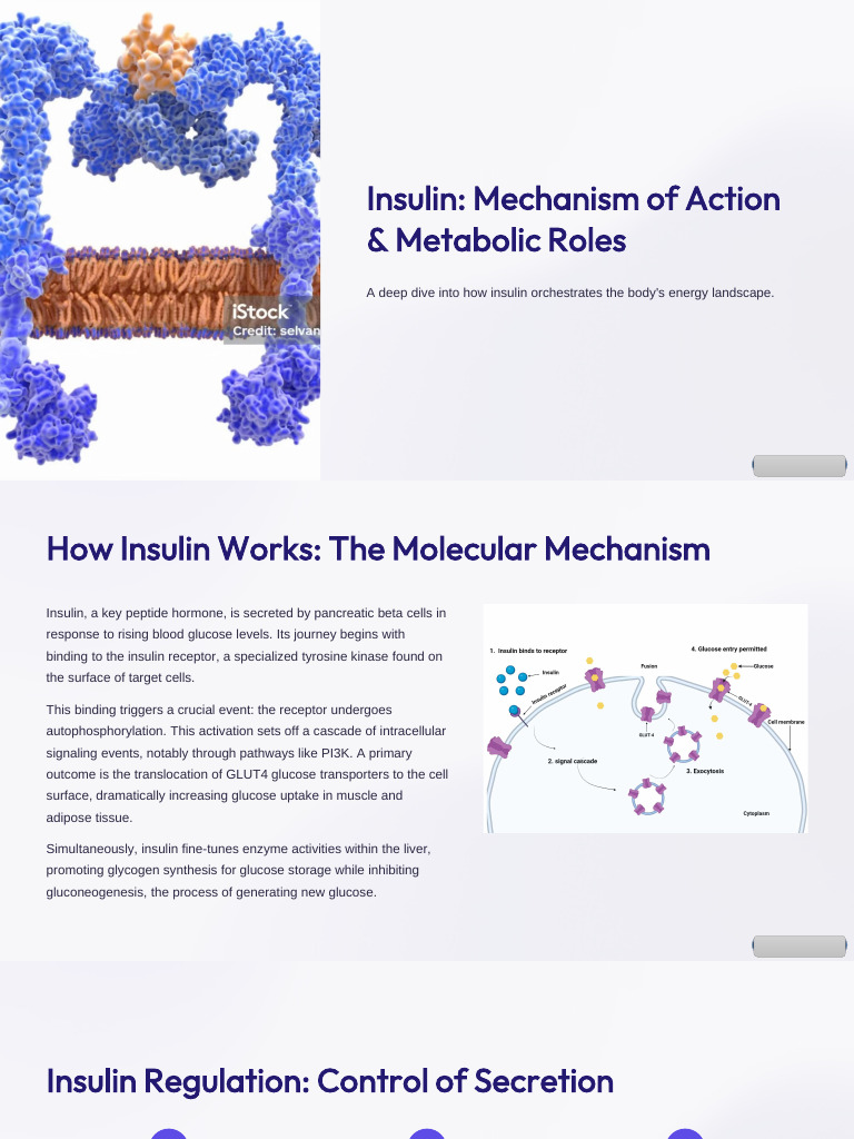 Insulin Mechanism of Action and Metabolic Roles | PDF | Insulin | Glucose