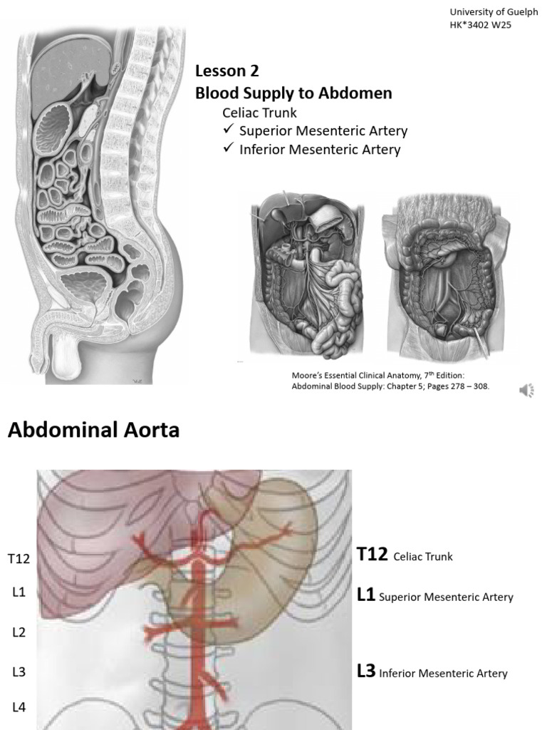 2 Bs Abdomen Sma Ima1 | PDF | Large Intestine | Angiology