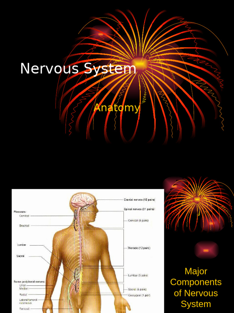 Nervous System Anatomy | PDF