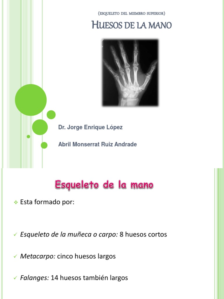 Anatomía de los Huesos de la Mano | PDF | Mano | Brazo