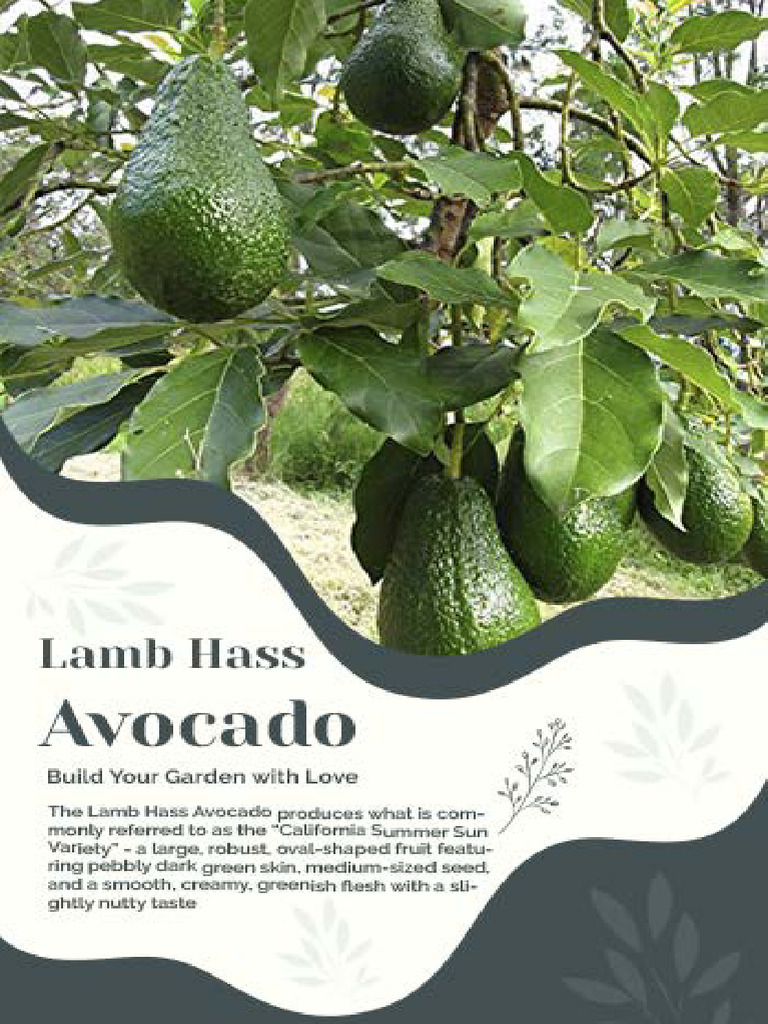 Lamb Hass Avocado Label Design Idea | PDF