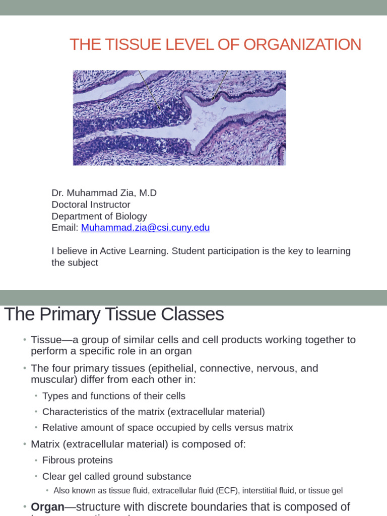Understanding Tissue Organization in Biology | PDF | Epithelium ...