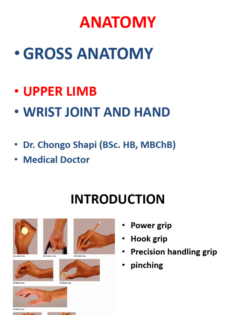 Anatomy of the Wrist Joint | PDF | Thumb | Hand