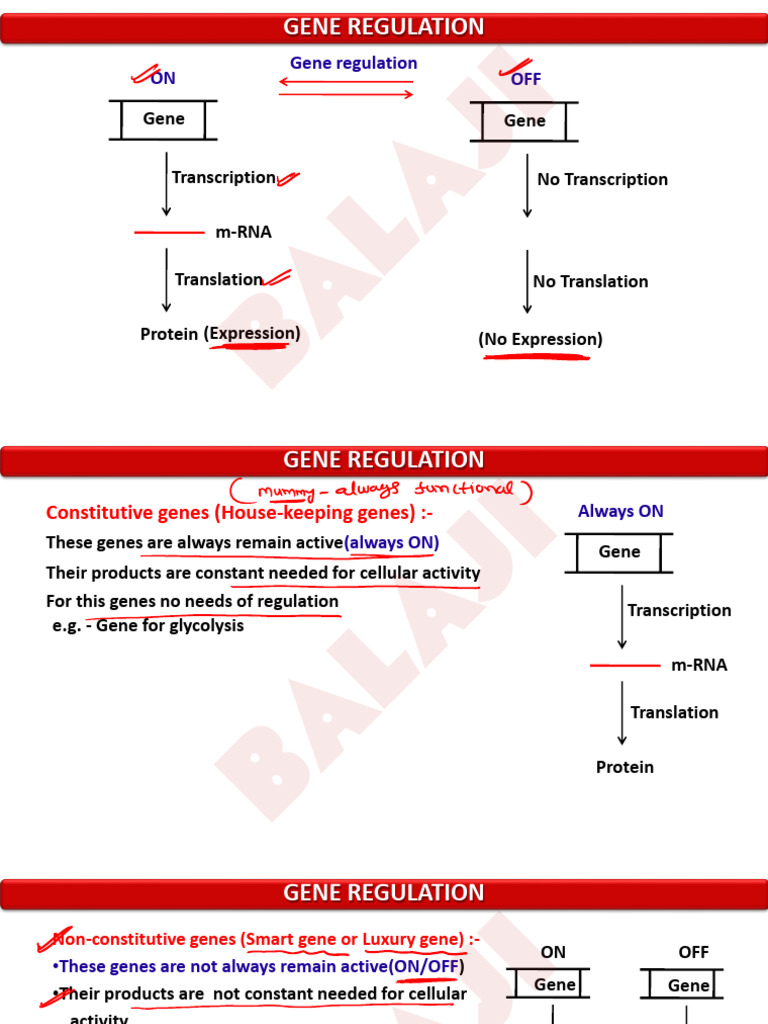 Constitutive Genes in Gene Regulation | PDF | Operon | Ploidy