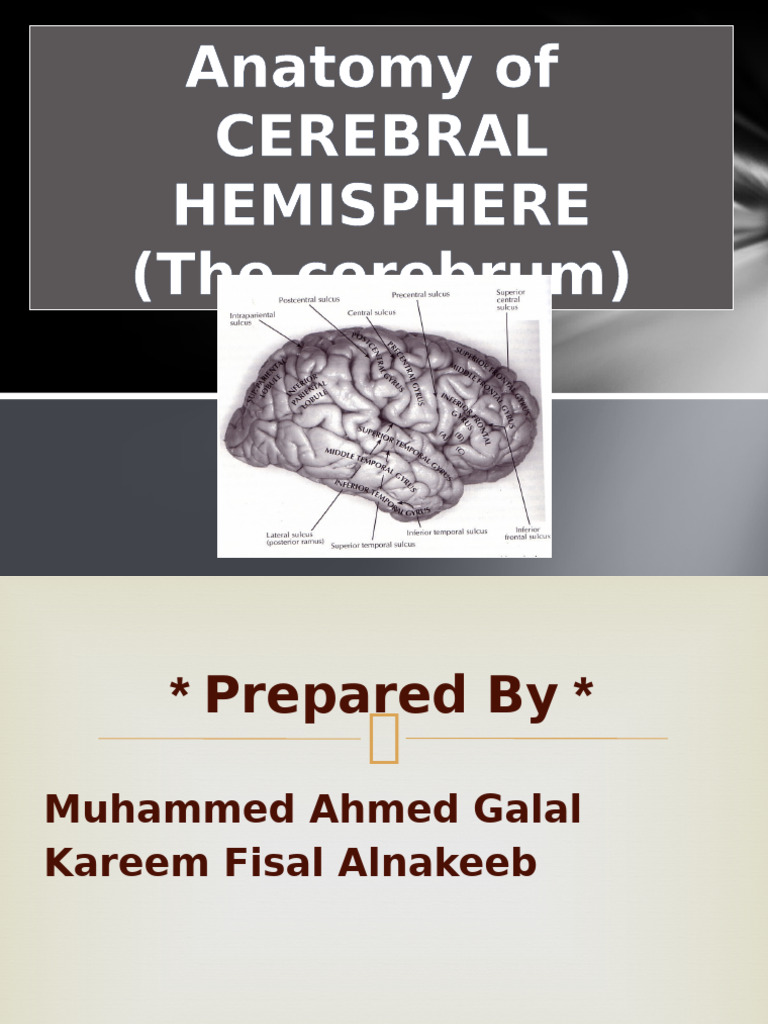 Cerebral Hemisphere Anatomy Overview | PDF | Cerebral Cortex | Cerebral ...