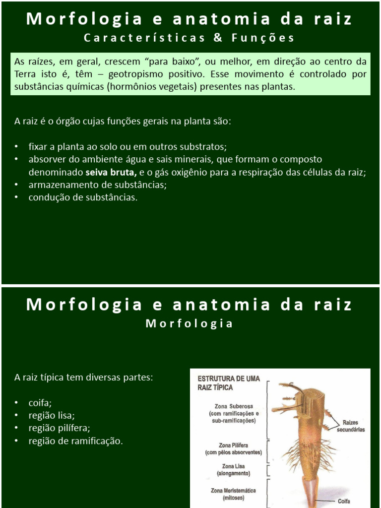 Morfologia da Raiz e Coifa | PDF | Raiz | Morfologia vegetal